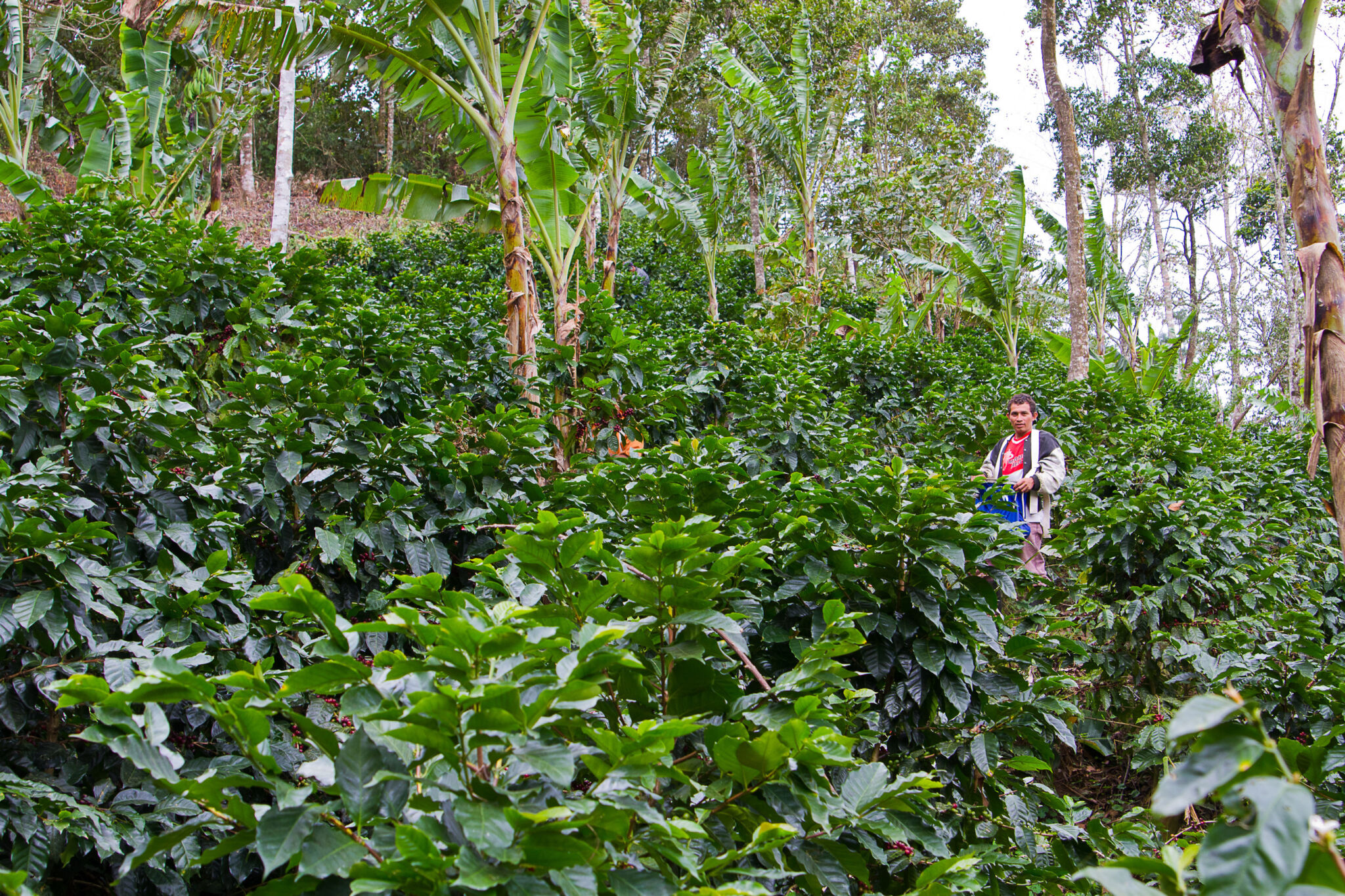 A quick scan on improving the Economic Viability of Coffee Farming ...