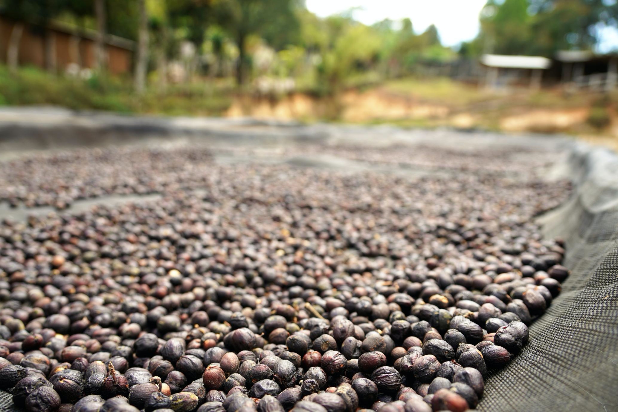 About GCP | Global Coffee Platform