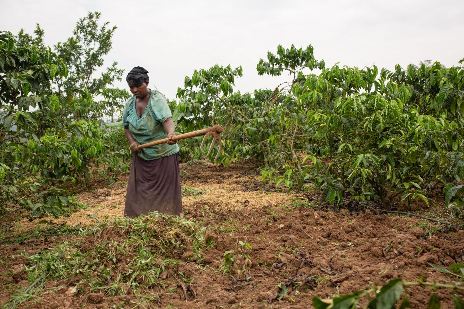 The Sustainability Framework - Global Coffee Platform