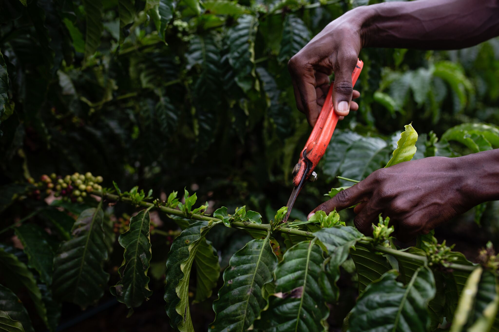Uganda – Global Coffee Platform