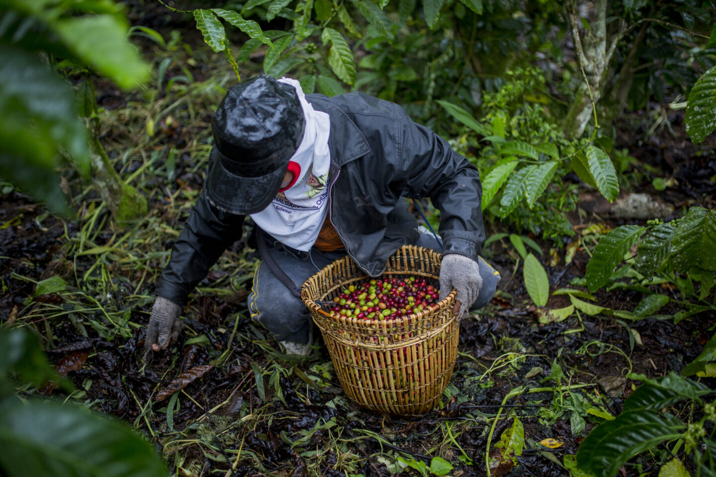 Coffee Industry Reps Call for Regenerative Coffee Transformation ...