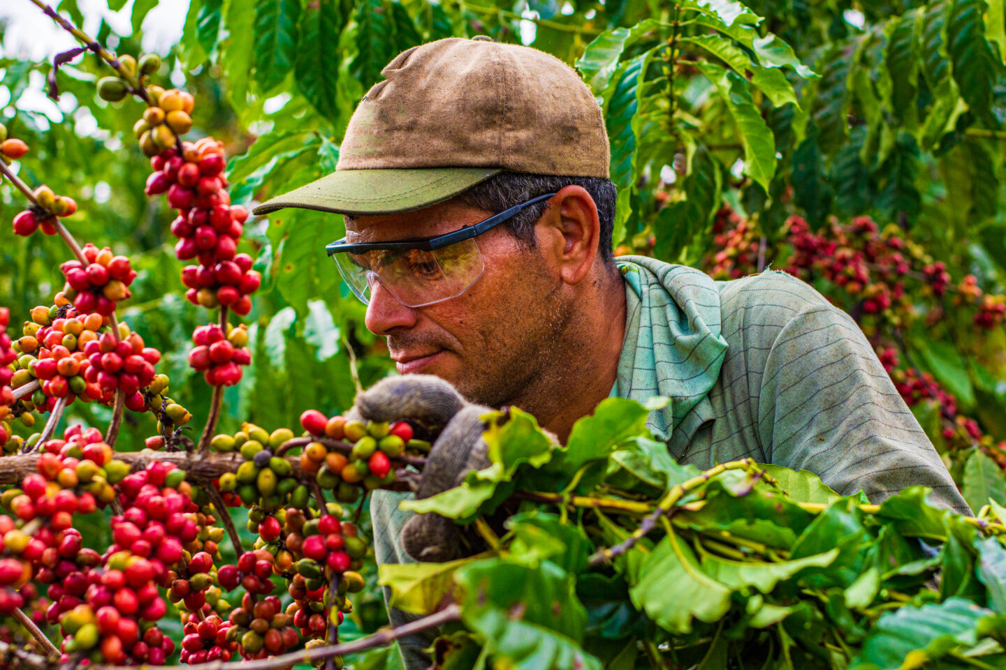 First findings on Living Income in Brazilian Coffee Production – Global ...
