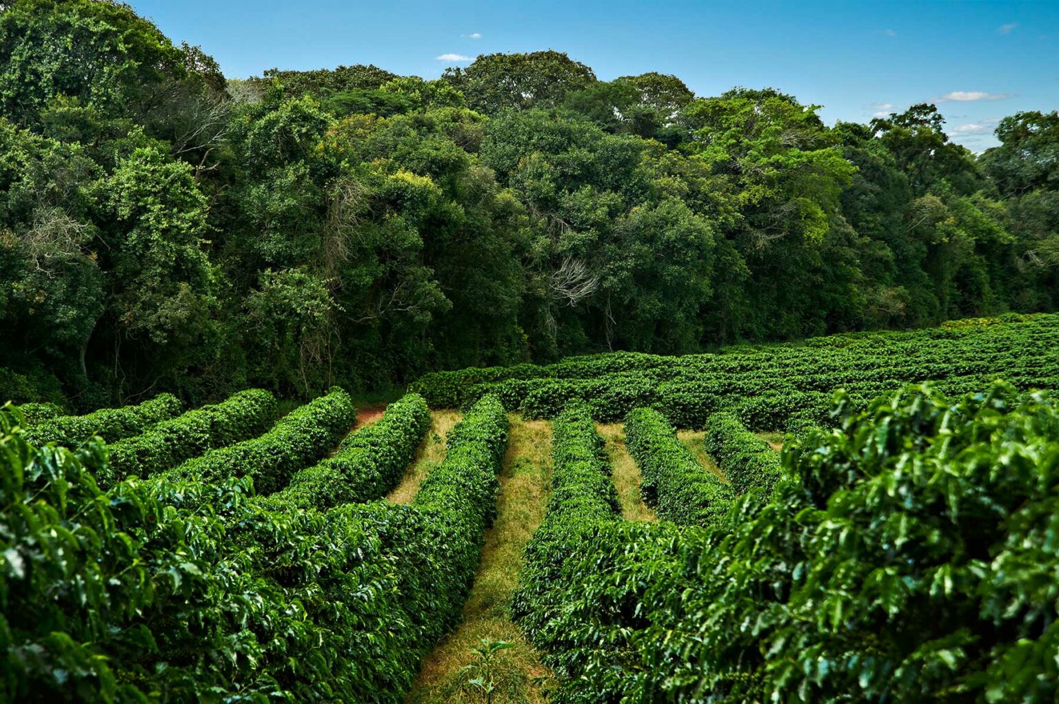 About GCP – Global Coffee Platform