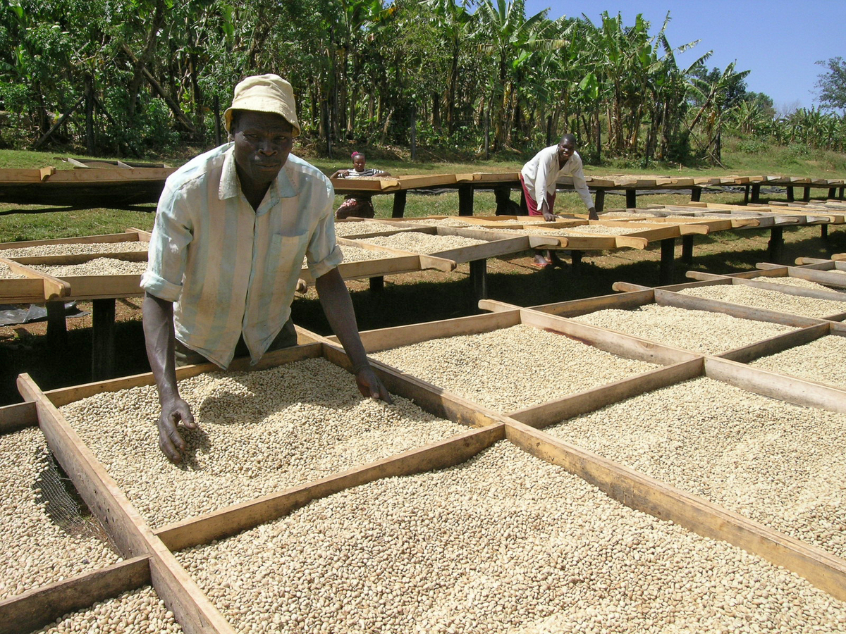 Meeting Members: Over a cup of coffee with CABI – Global Coffee Platform