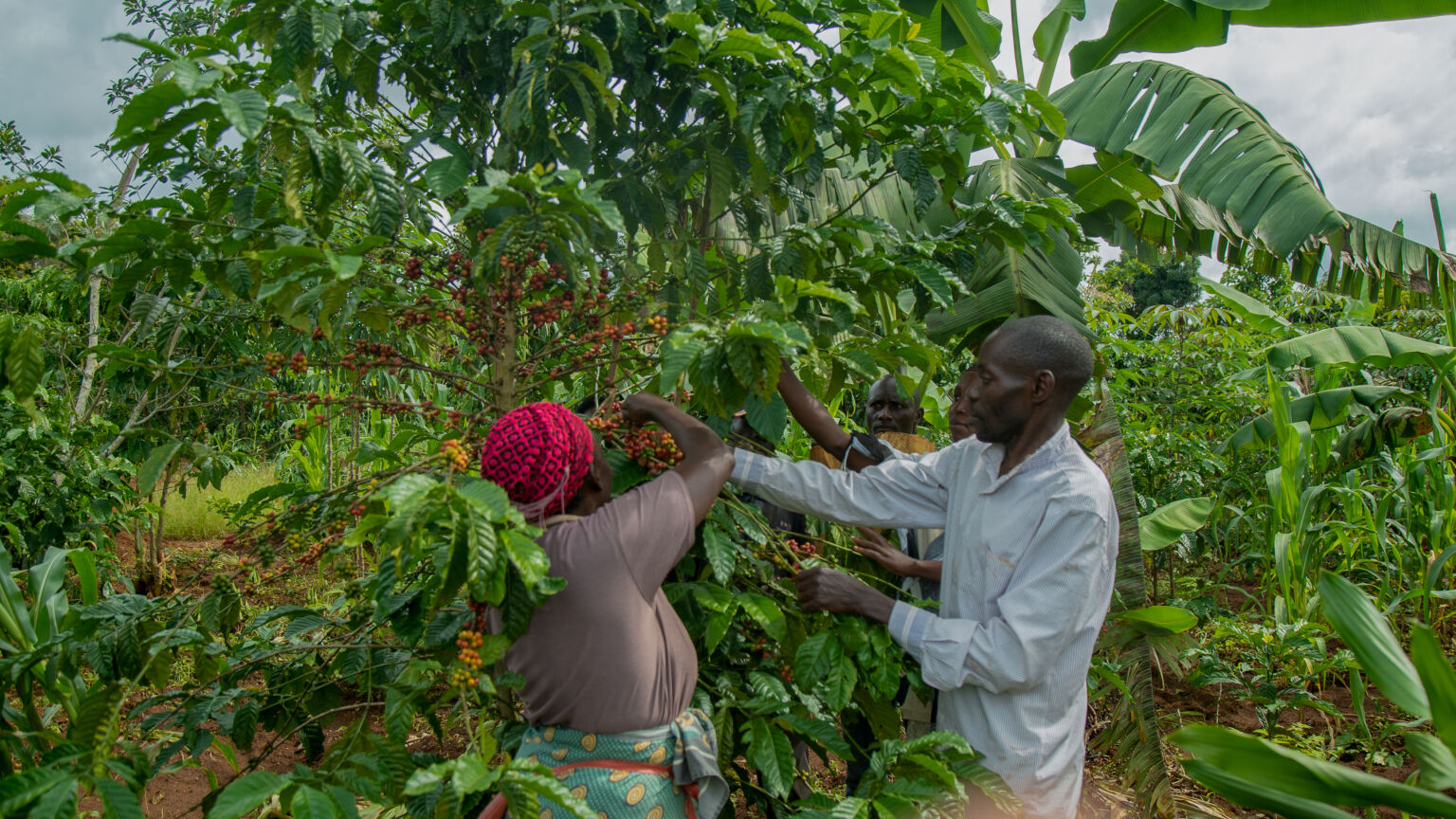 Global Coffee Platform – Collaborate with 140+ sustainability leaders ...