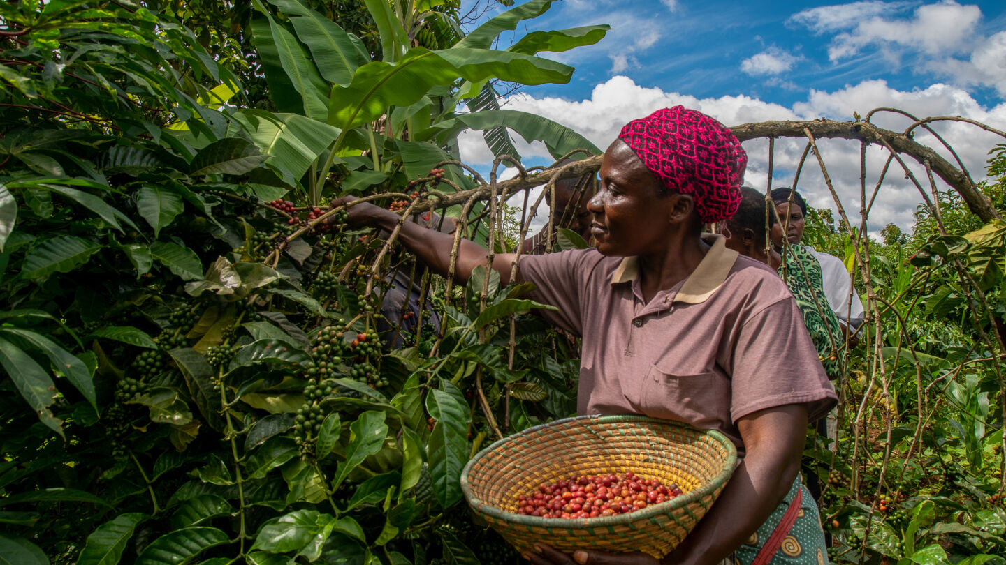 Sustainable Coffee Purchases Report 2024 – Global Coffee Platform